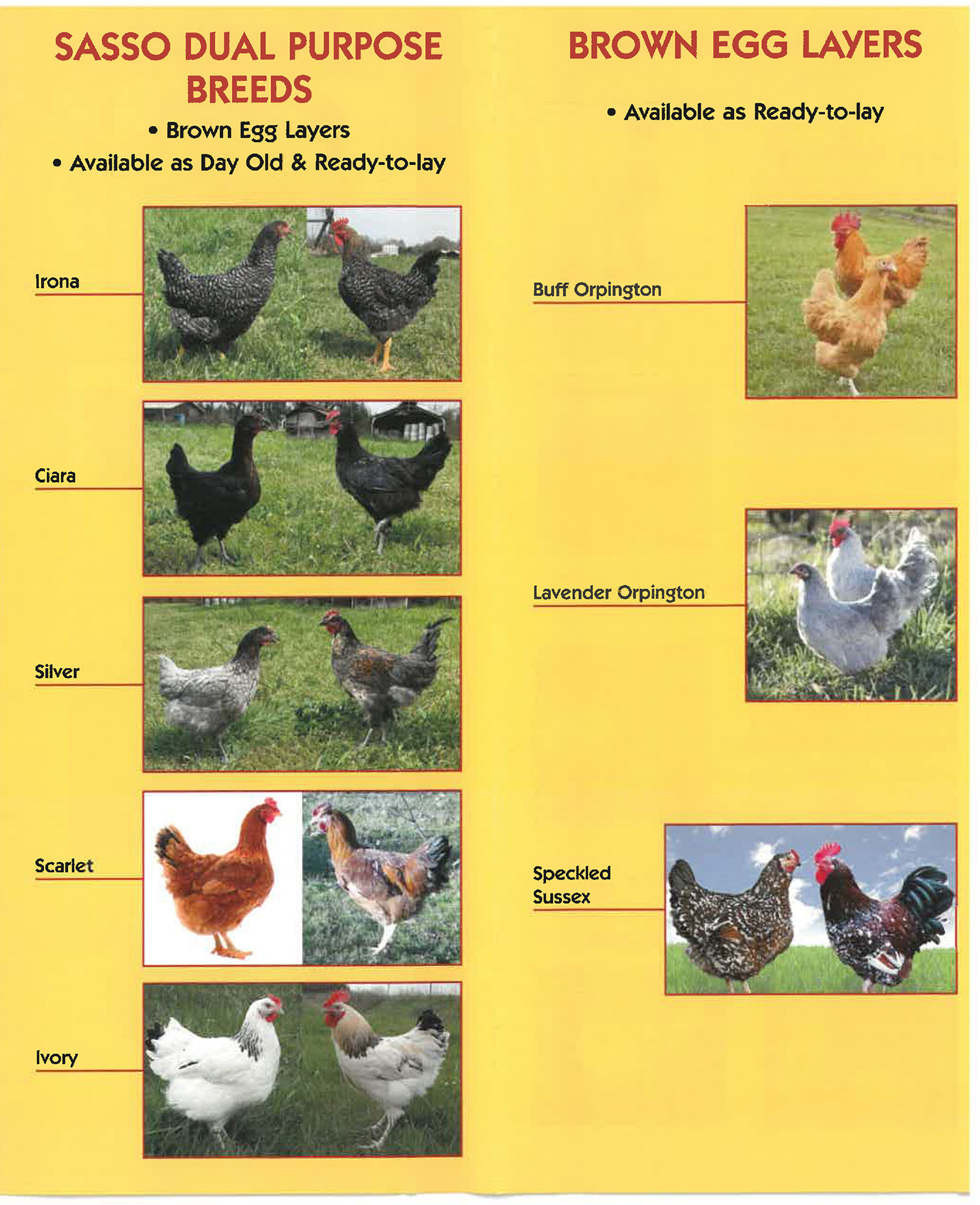 Frey’s Poultry Orders » County Farm Centre